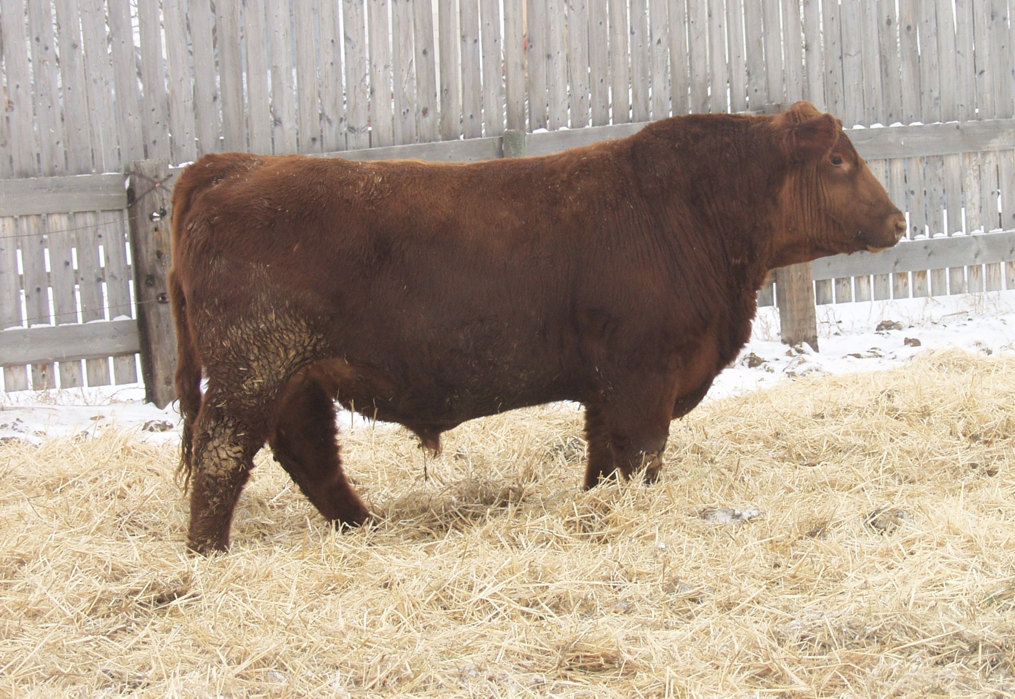 Deer Range Farms | Purebred Red Angus